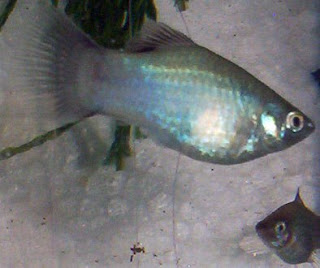 Peixes: Plati Blue Wagtail